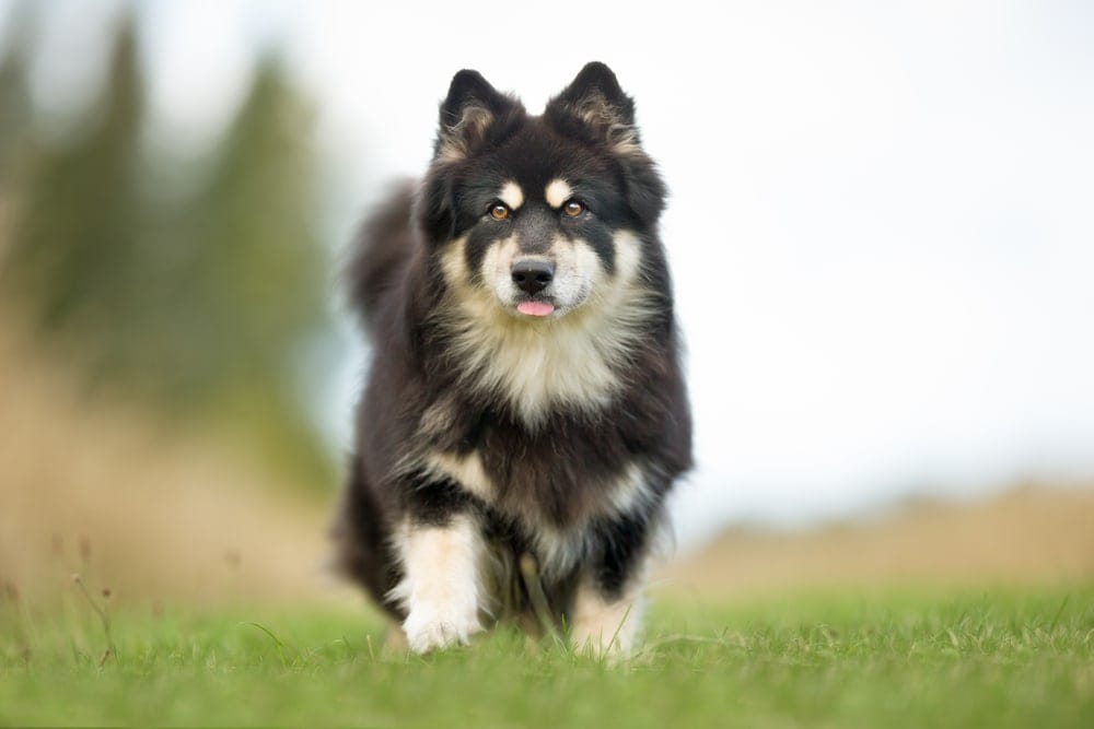 Le Standard du chien Finnois de Laponie – L'arche de Fuego
