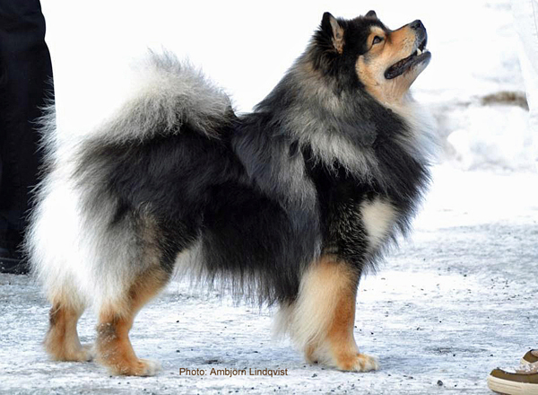 Le Standard du chien Finnois de Laponie – L'arche de Fuego